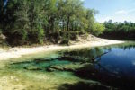 Little River Springs – The Florida Guidebook