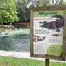 Rock Springs Kelly Park Guide: Orlando's Natural Lazy River