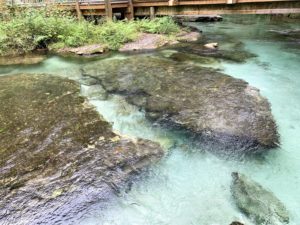 Rock Springs At Kelly Park: Beautiful Spring And Park – The Florida ...